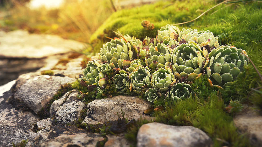 Latte e yogurt prodotti in Lessinia, latte di montagna, Latte biologico ...