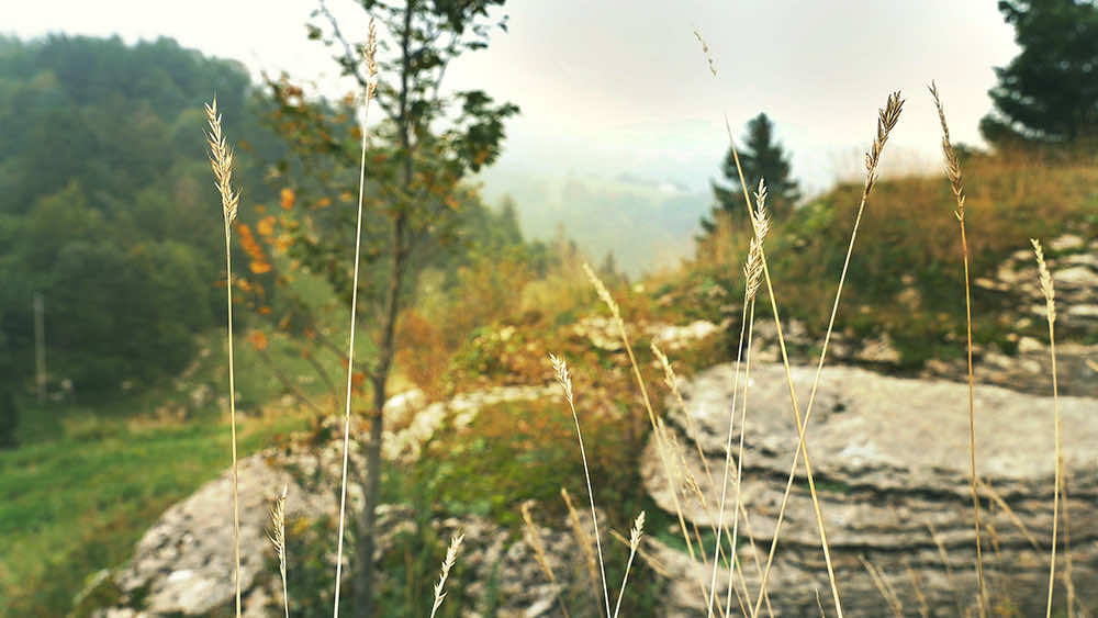 Latte e yogurt prodotti in Lessinia, latte di montagna, Latte biologico ...